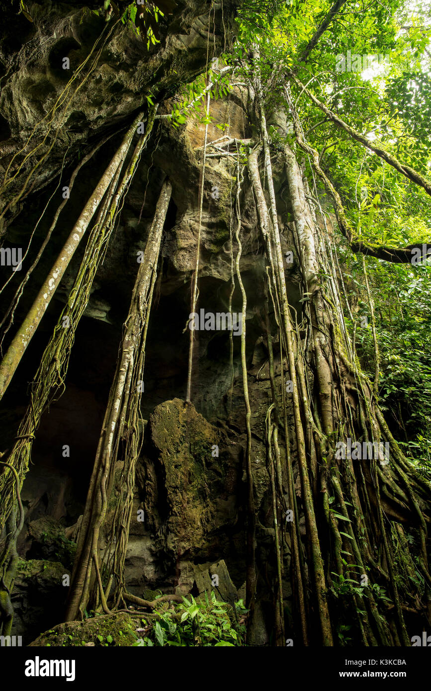 Aerial roots of a tree at the entrance of a forked cave system of the ...