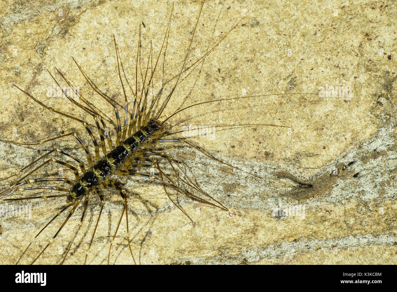 Arthropod in the bat cave close bukit lawang on sumatra hi-res stock ...
