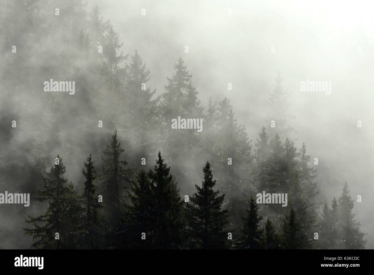 Thick alpine coniferous forest in the fog Stock Photo - Alamy