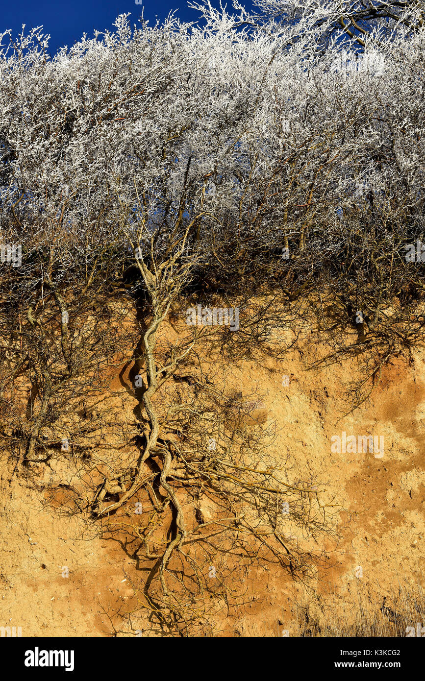 Tree root system hi-res stock photography and images - Alamy