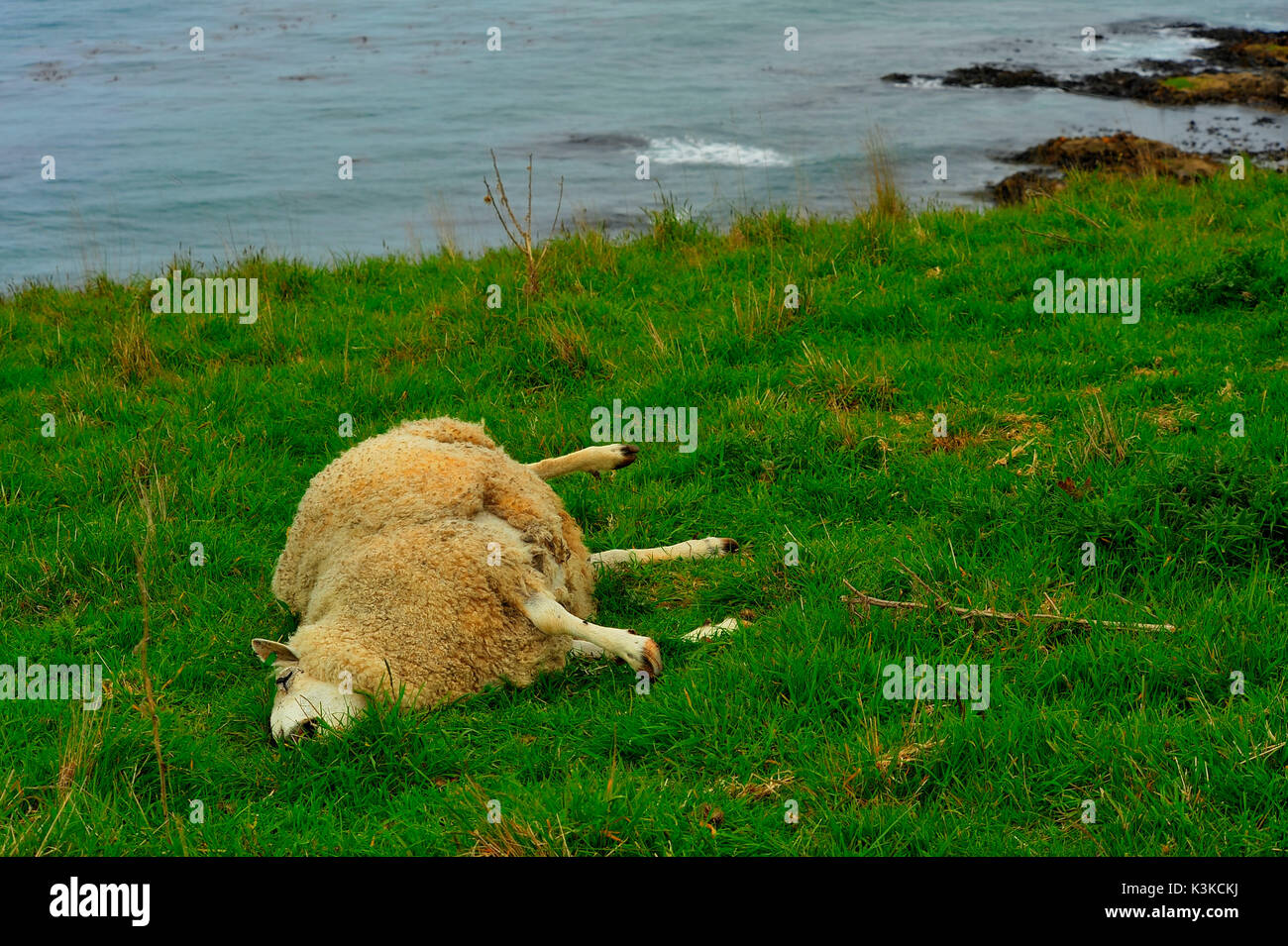 Dead Sheep High Resolution Stock Photography and Images - Alamy
