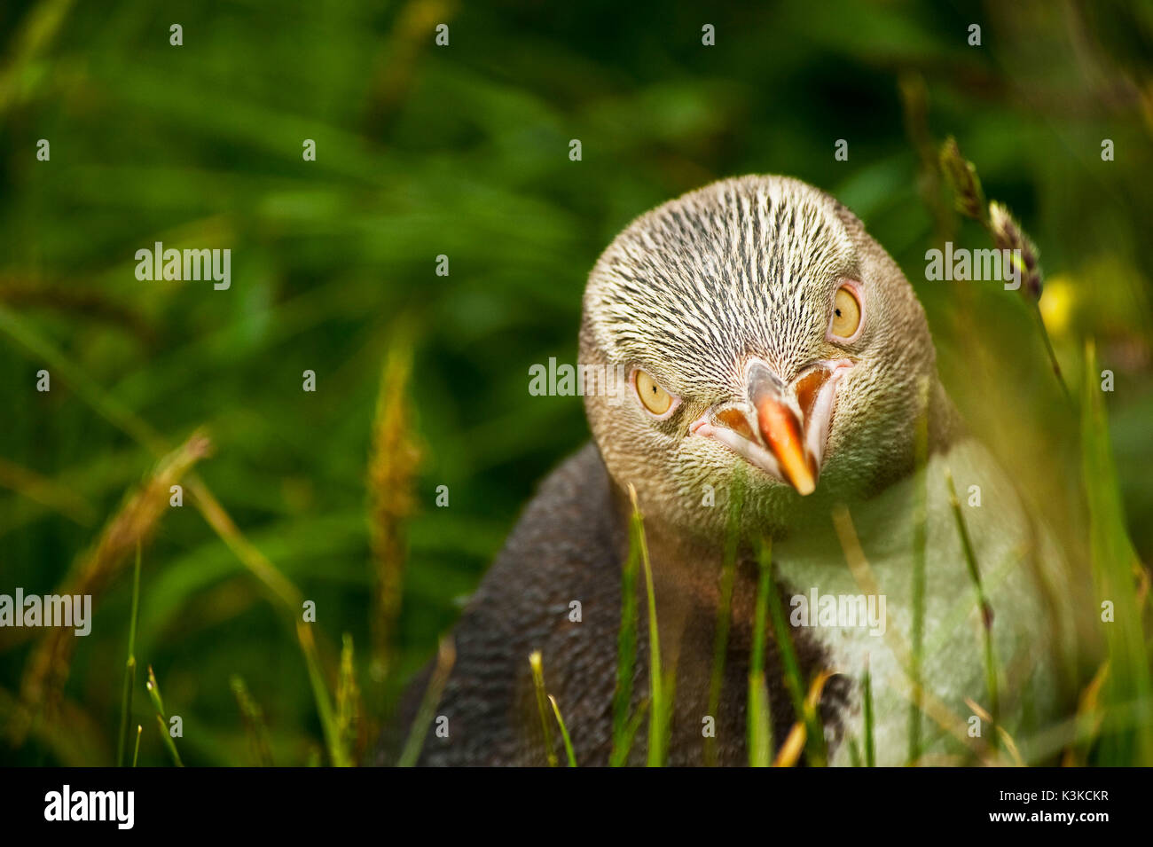 Penguin camera hi-res stock photography and images - Alamy