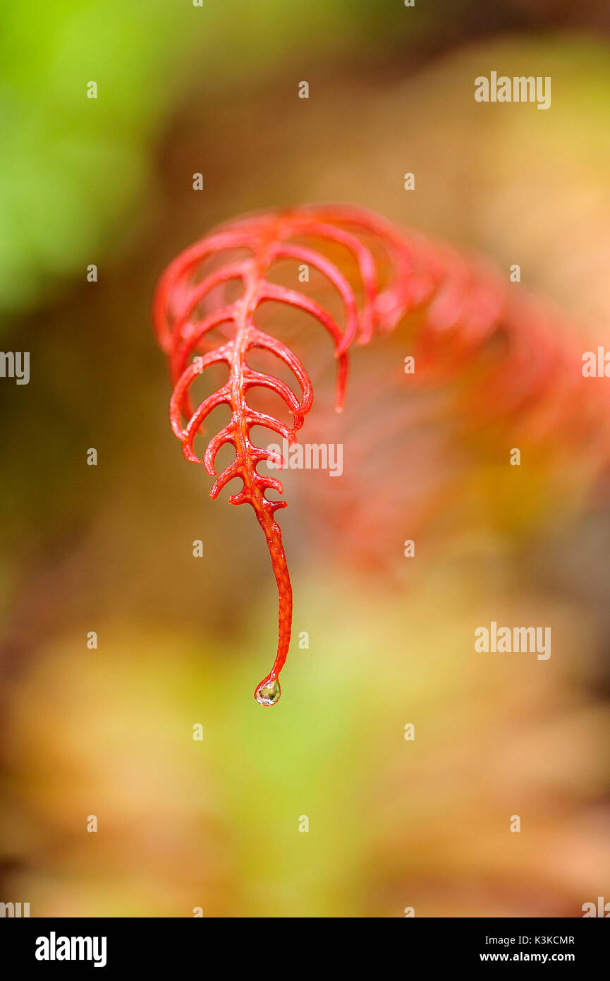 Red fern hi-res stock photography and images - Alamy