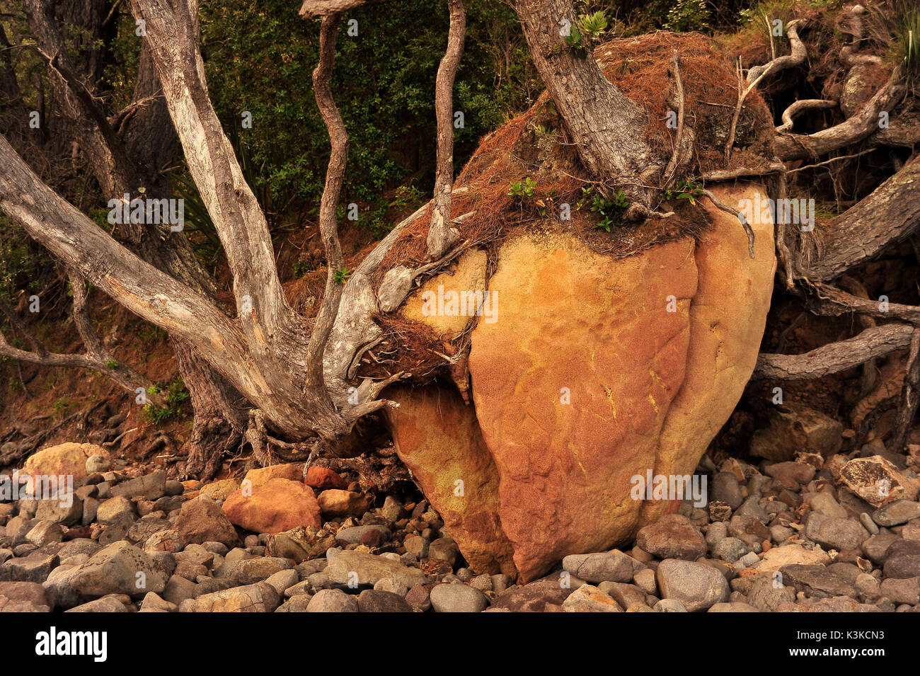 How an anatomically formed heart from stone with trees instead of blood ...