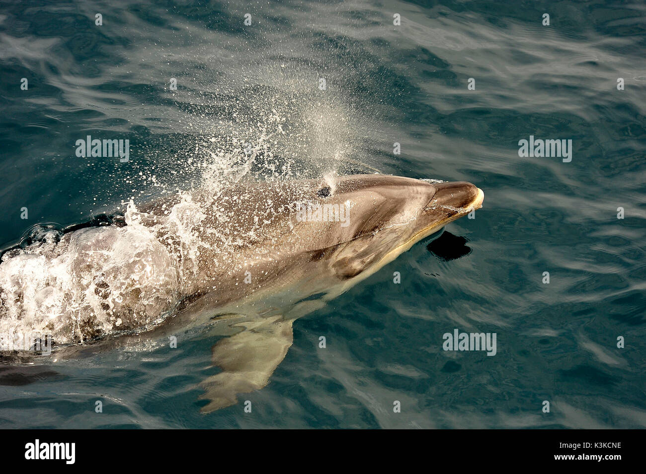 Black dolphin while breathing Stock Photo - Alamy