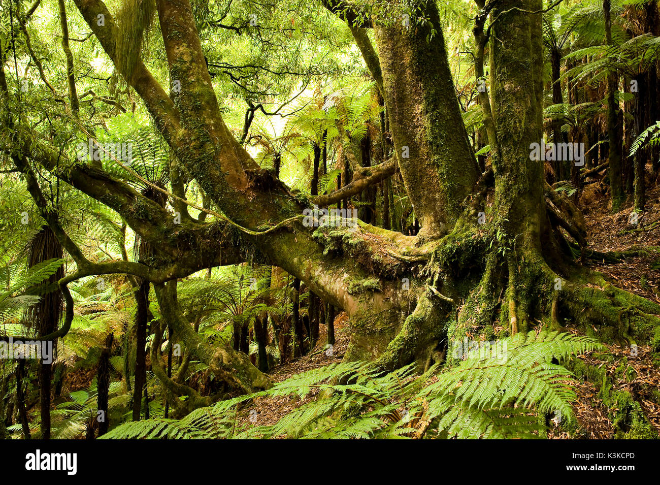 Tropical wood hi-res stock photography and images - Alamy