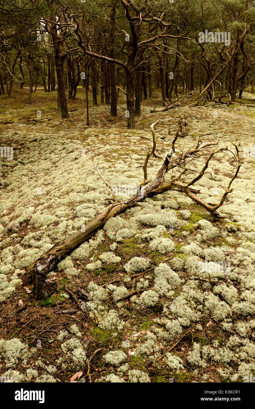 Dead tree on a bed of moss and lichens Stock Photo - Alamy
