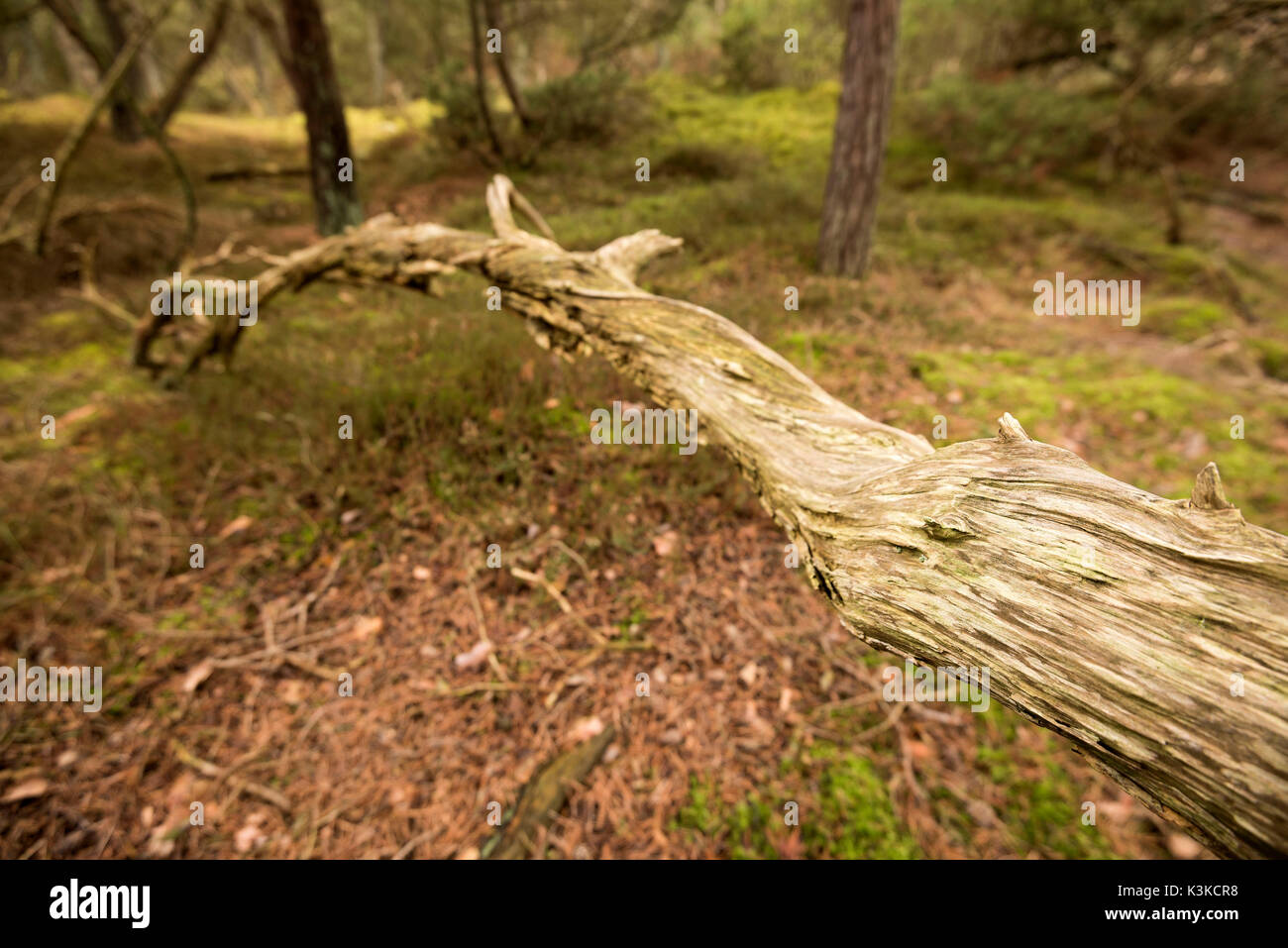 old dead tree writhes spiral to the floor Stock Photo - Alamy