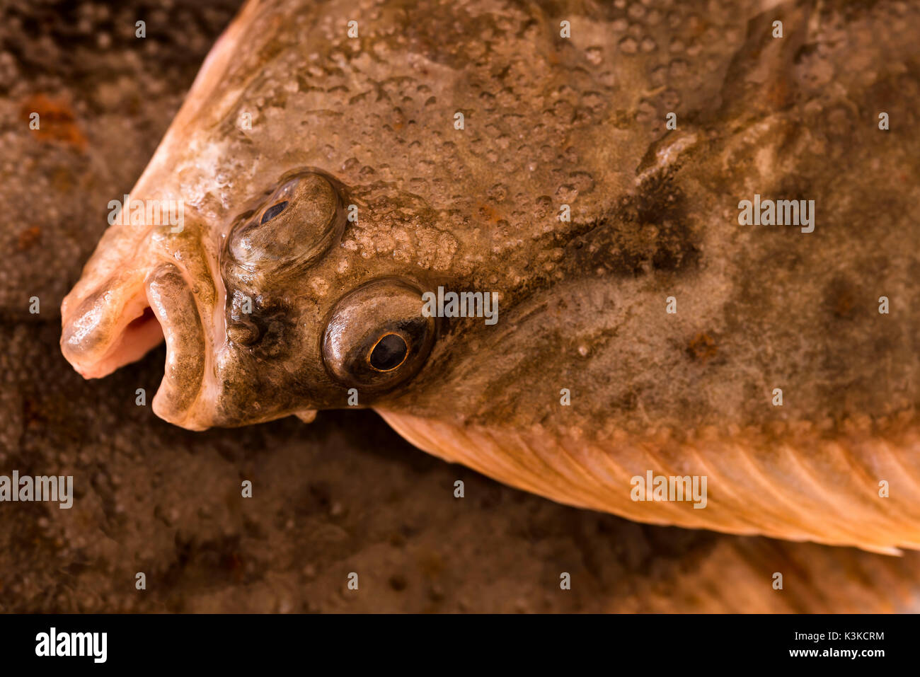 Head of a fresh trapped flounder Stock Photo - Alamy
