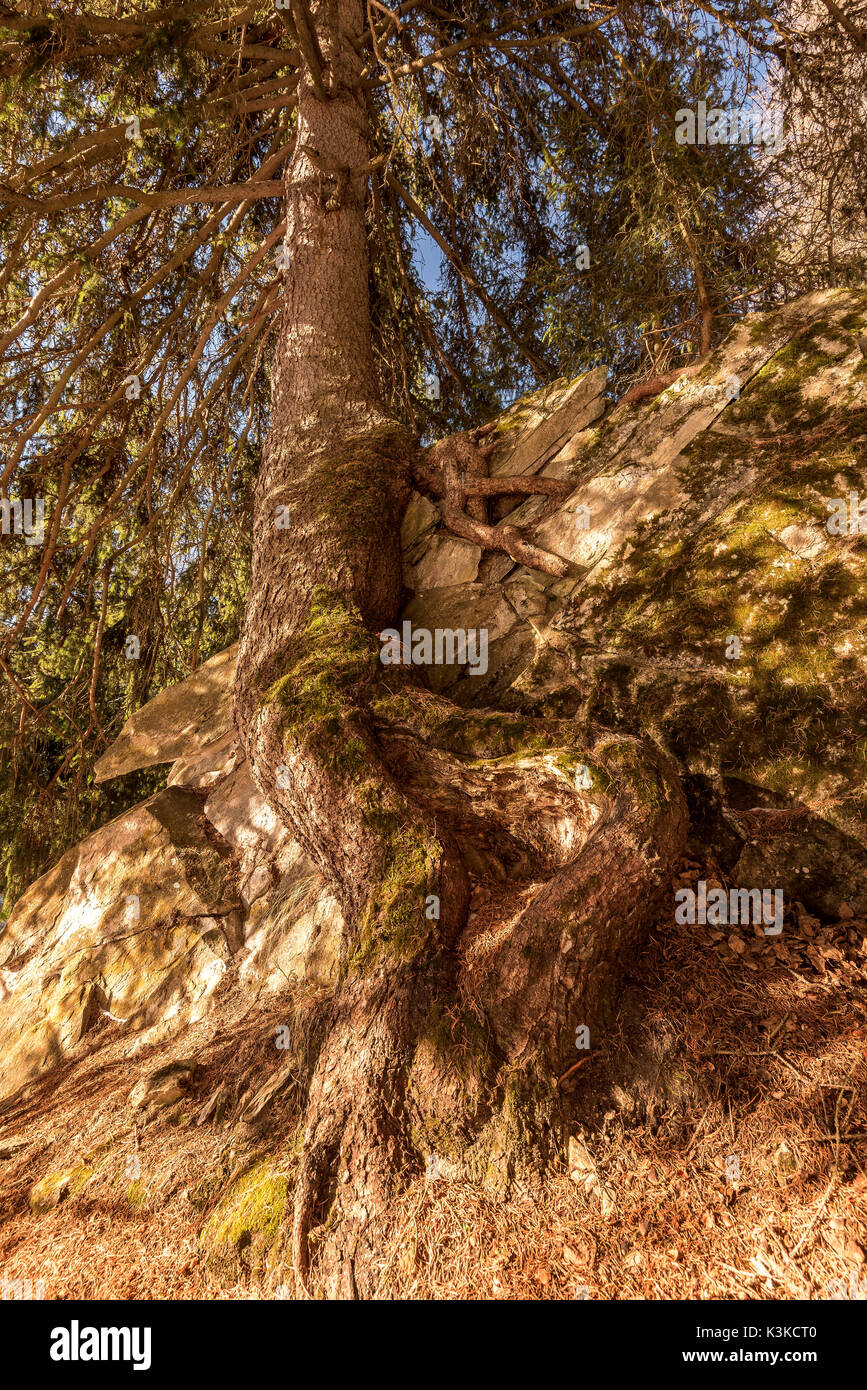 Spruce root hi-res stock photography and images - Alamy