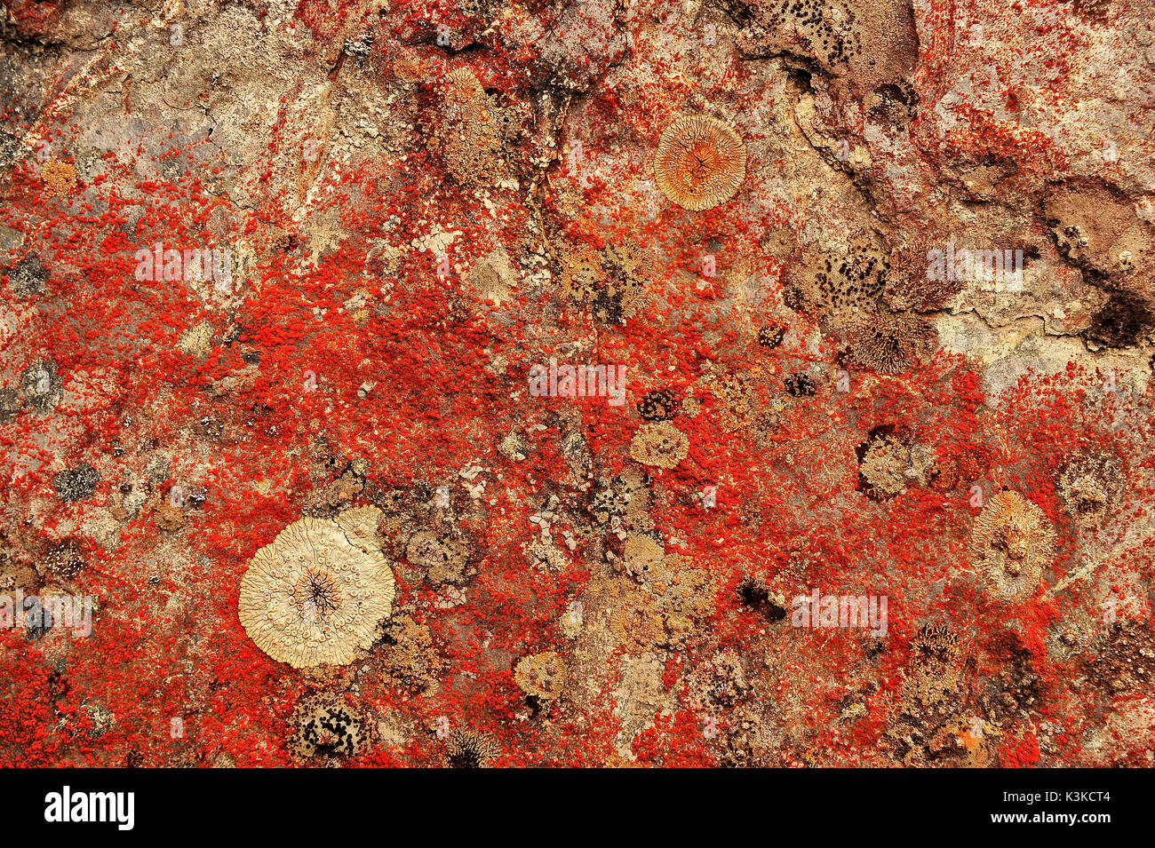 Red and white lichens at a rock in New Zealand Stock Photo - Alamy