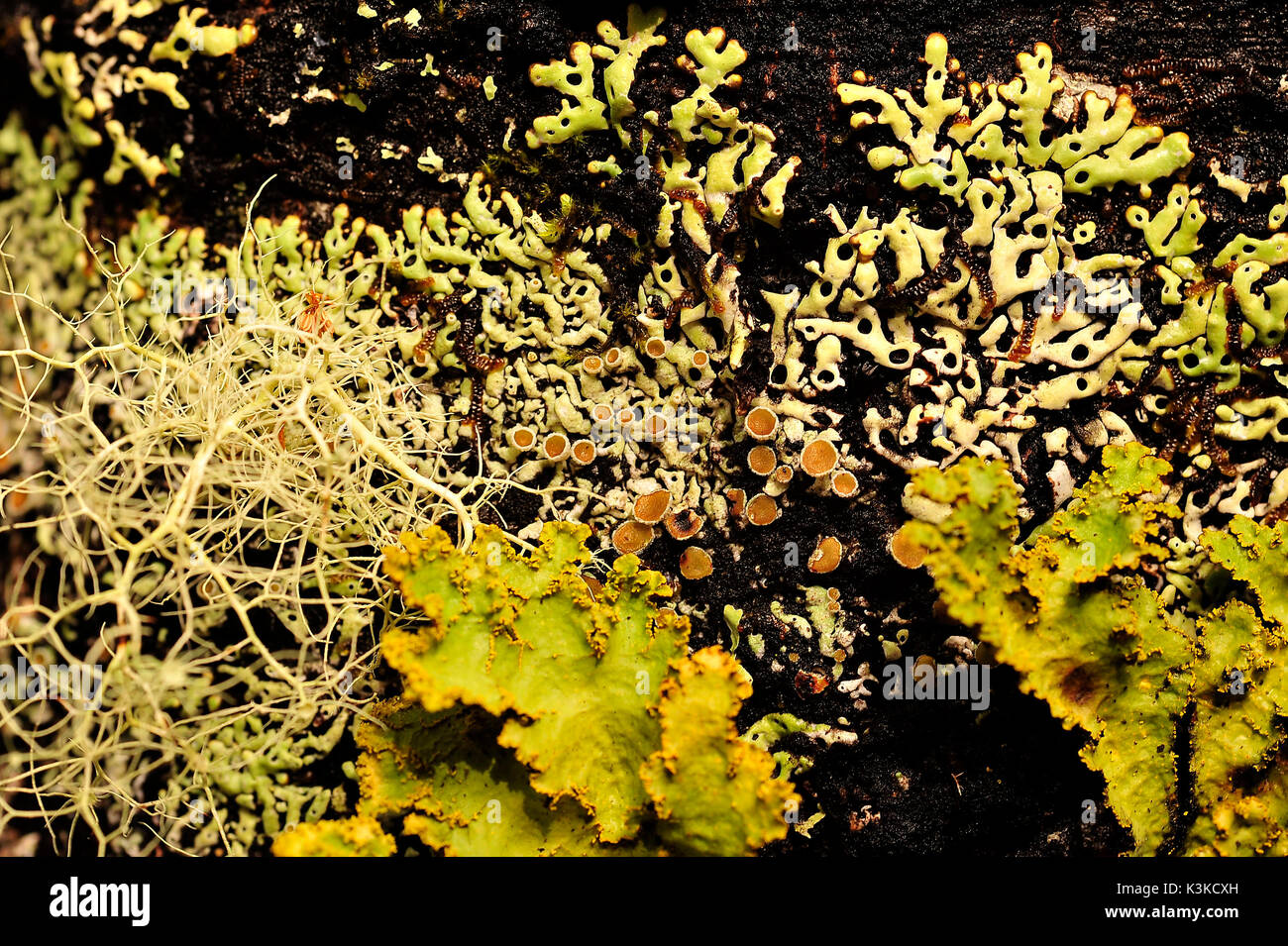 Lichens and Lichen in a tree in the jungle of New Zealand Stock Photo ...