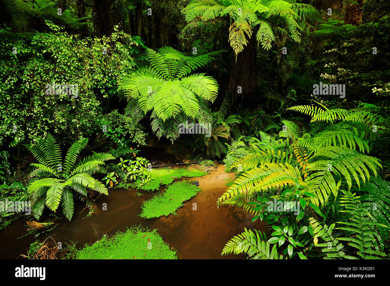 Jungle water hole hi-res stock photography and images - Alamy