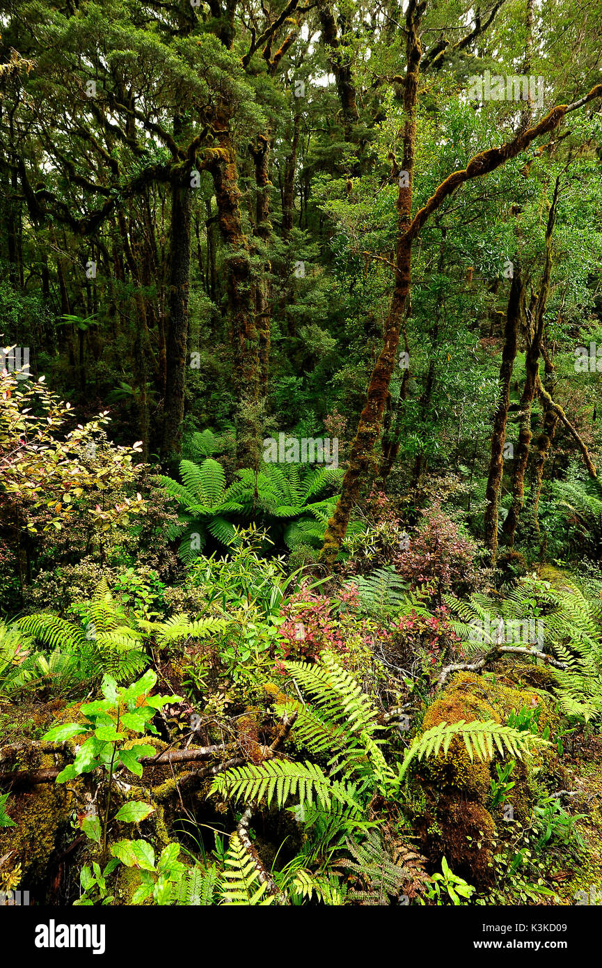 Closer mossy wood with fern in the New Zealand jungle Stock Photo - Alamy