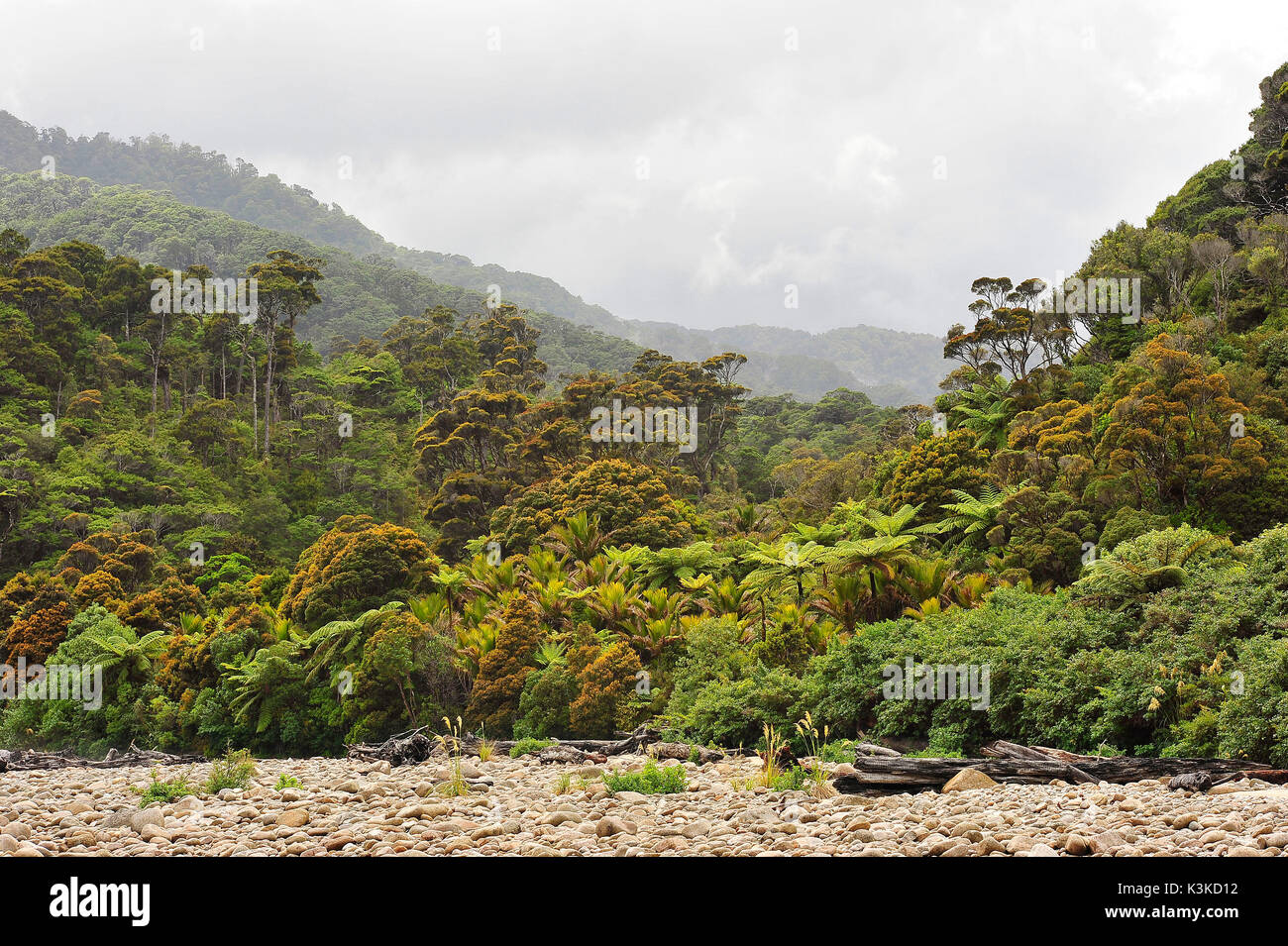Jungle of New Zealand with stony brook bed in the foreground and many ...
