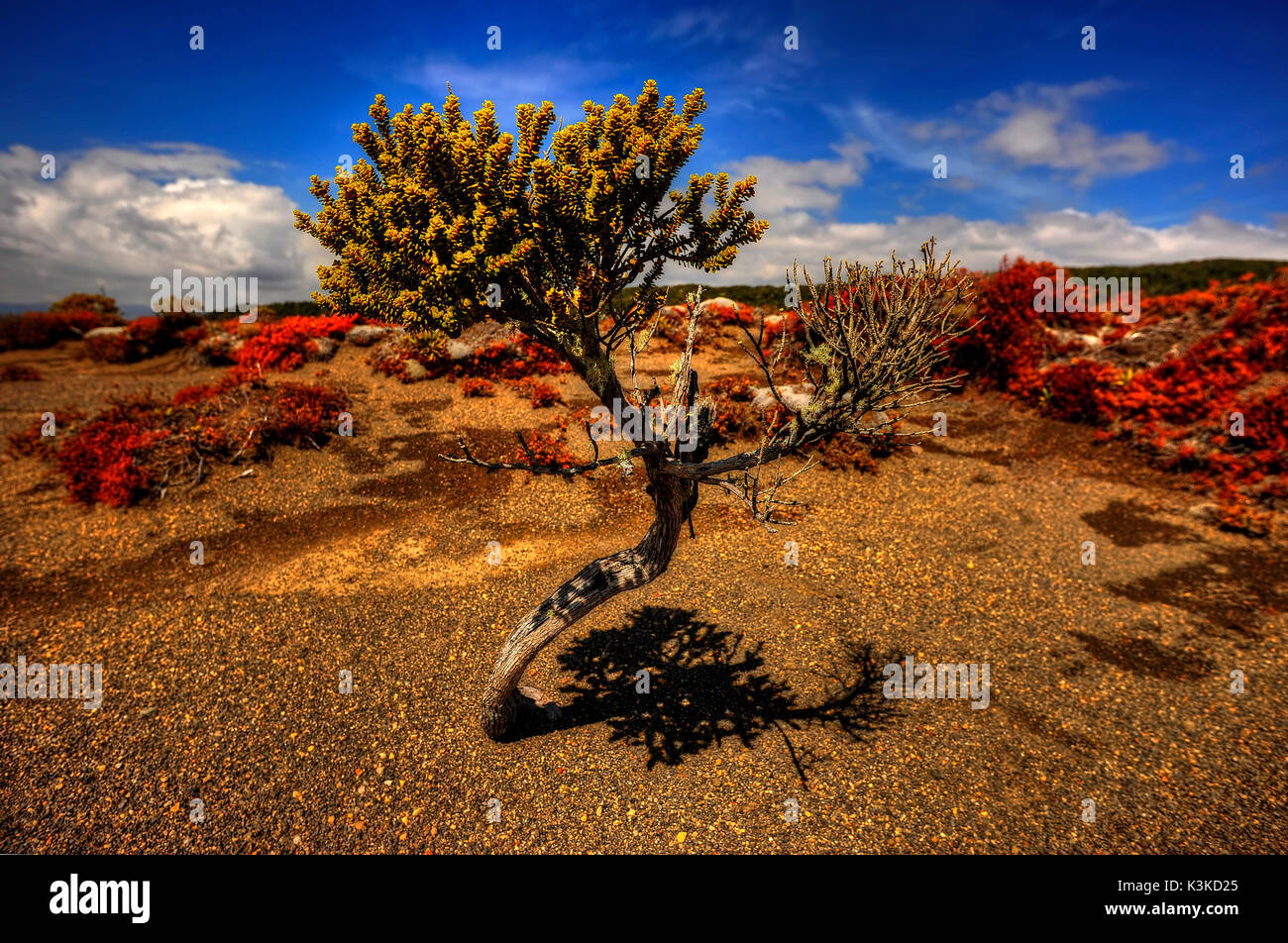 bush with nice shadow in the width of the Tongariro Nationalpark Stock ...