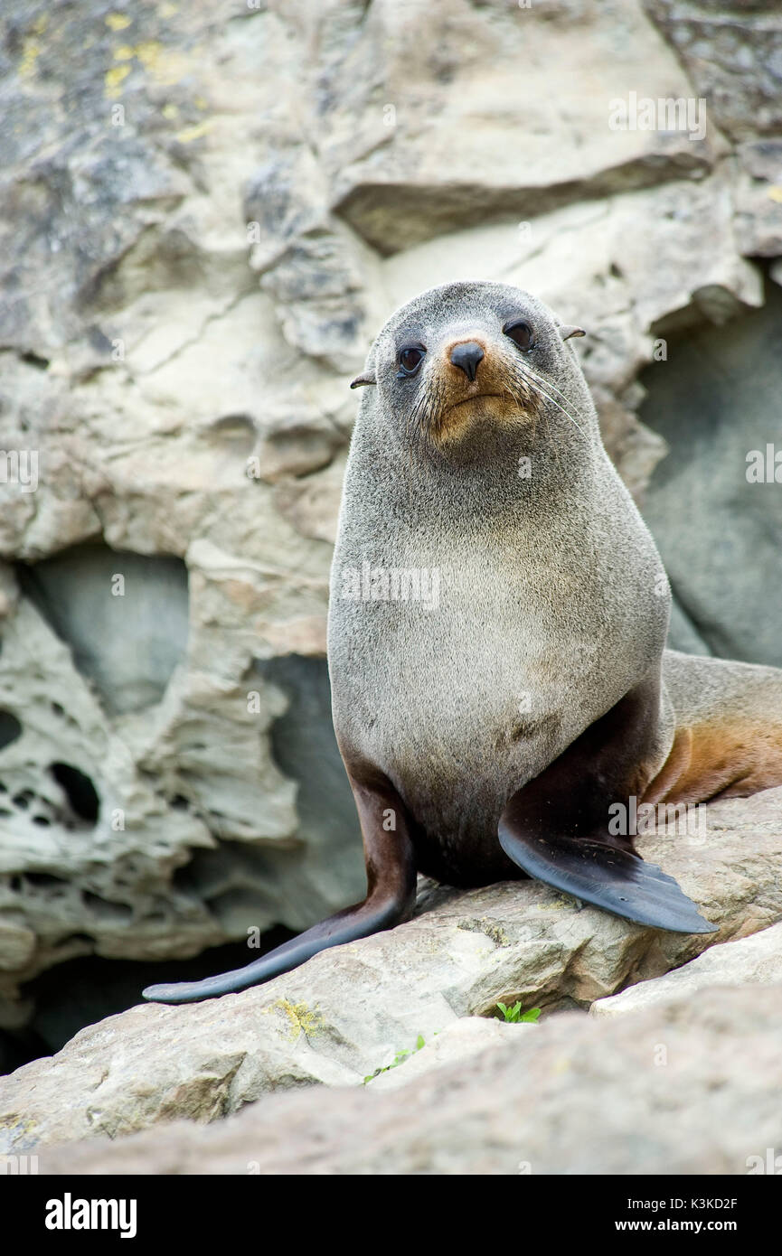 A young otary (Otariidae) looks carefully in the camera Stock Photo - Alamy