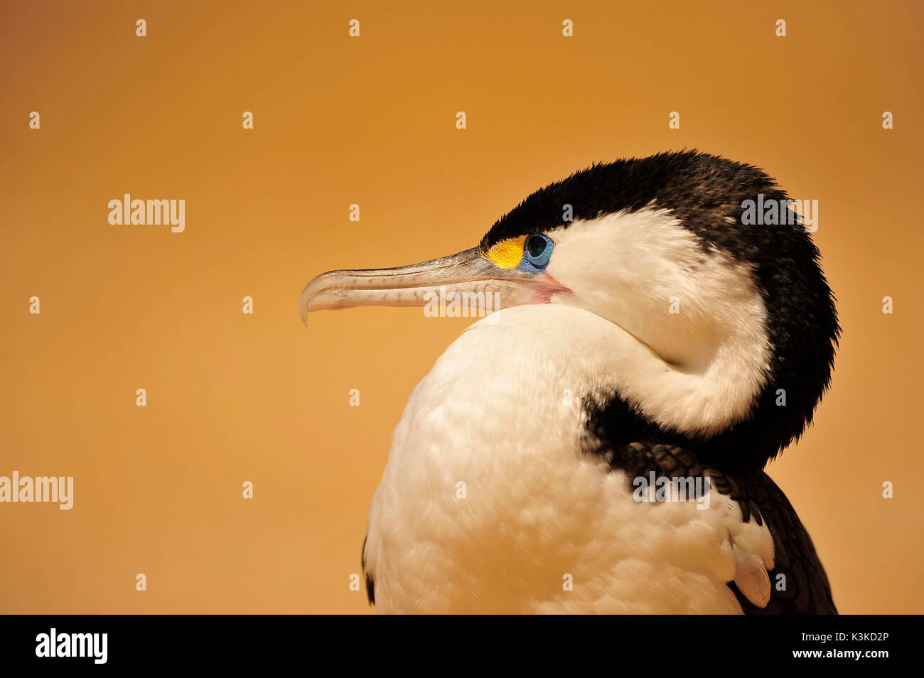 Cormorant on the beach hi-res stock photography and images - Alamy