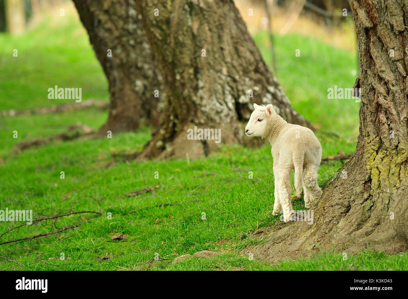 Lamb in the pasture hi-res stock photography and images - Alamy