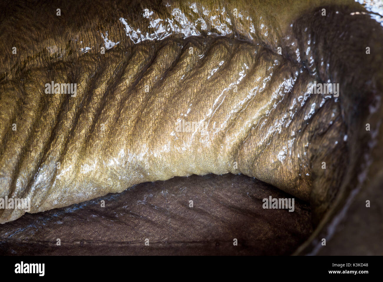 Shell structure hi-res stock photography and images - Alamy