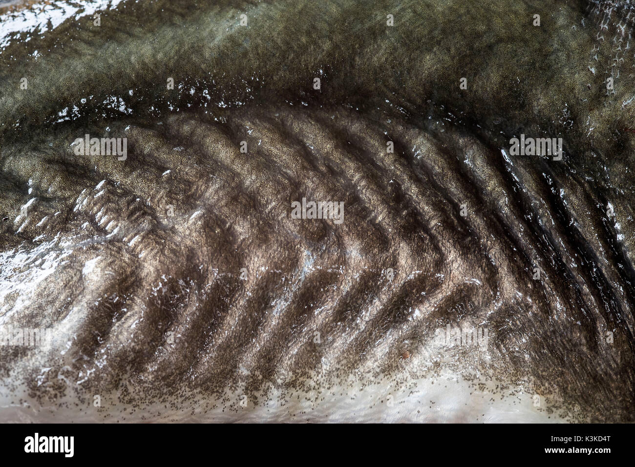 Ribs and shell of an eel Stock Photo - Alamy