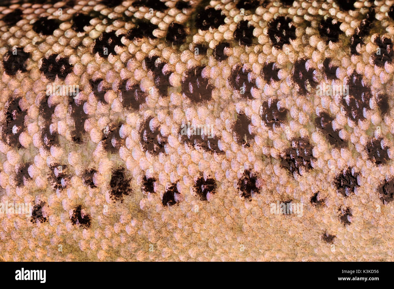 Medium close-up of the fish shell of a trout Stock Photo - Alamy