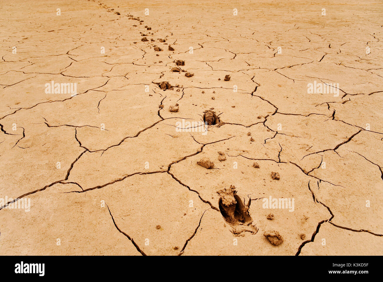 Tracks of a deer in the parched loam Stock Photo - Alamy