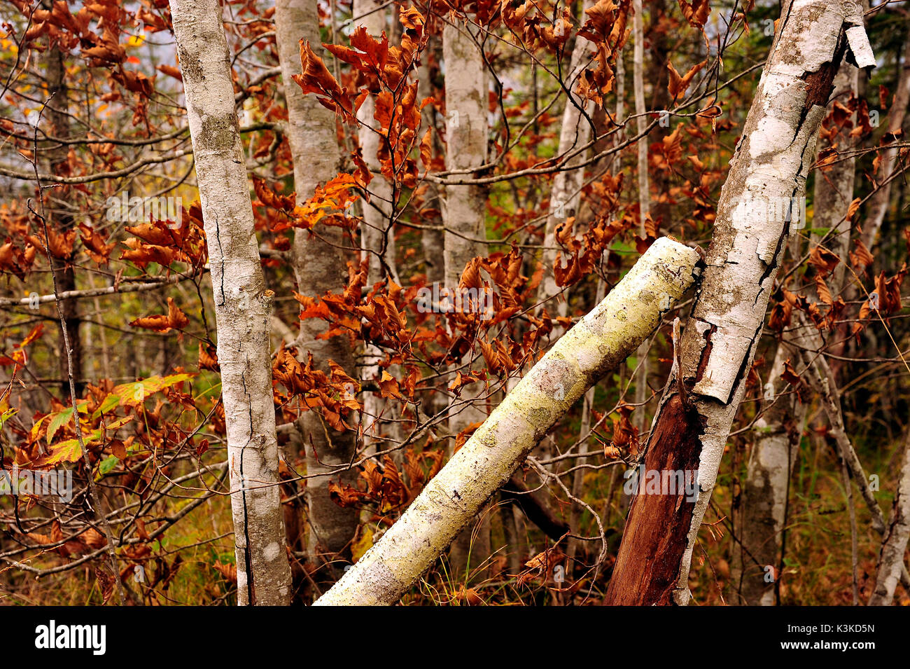 Beeches trees hi-res stock photography and images - Alamy