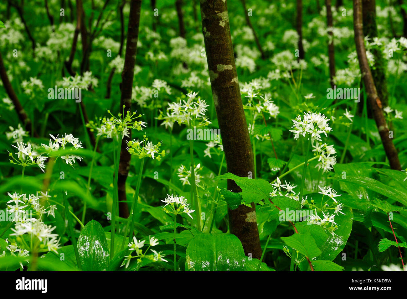 Wild garlic in wood hi-res stock photography and images - Alamy