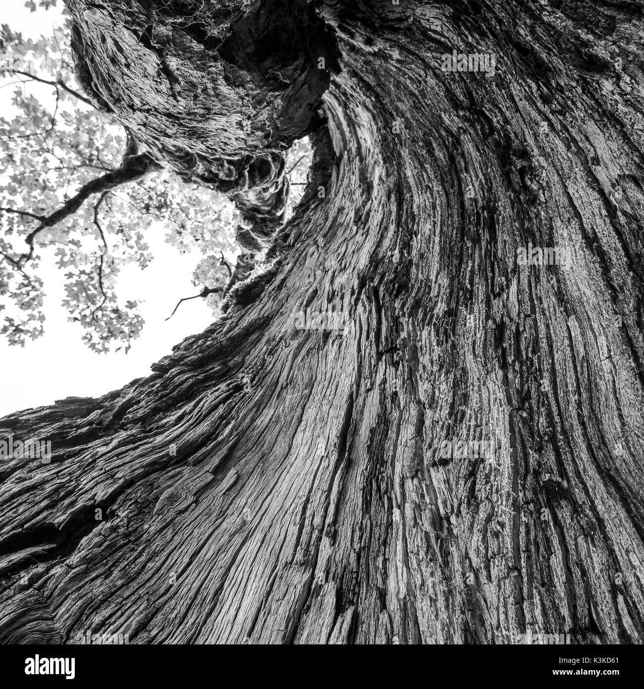 Barky hi-res stock photography and images - Alamy