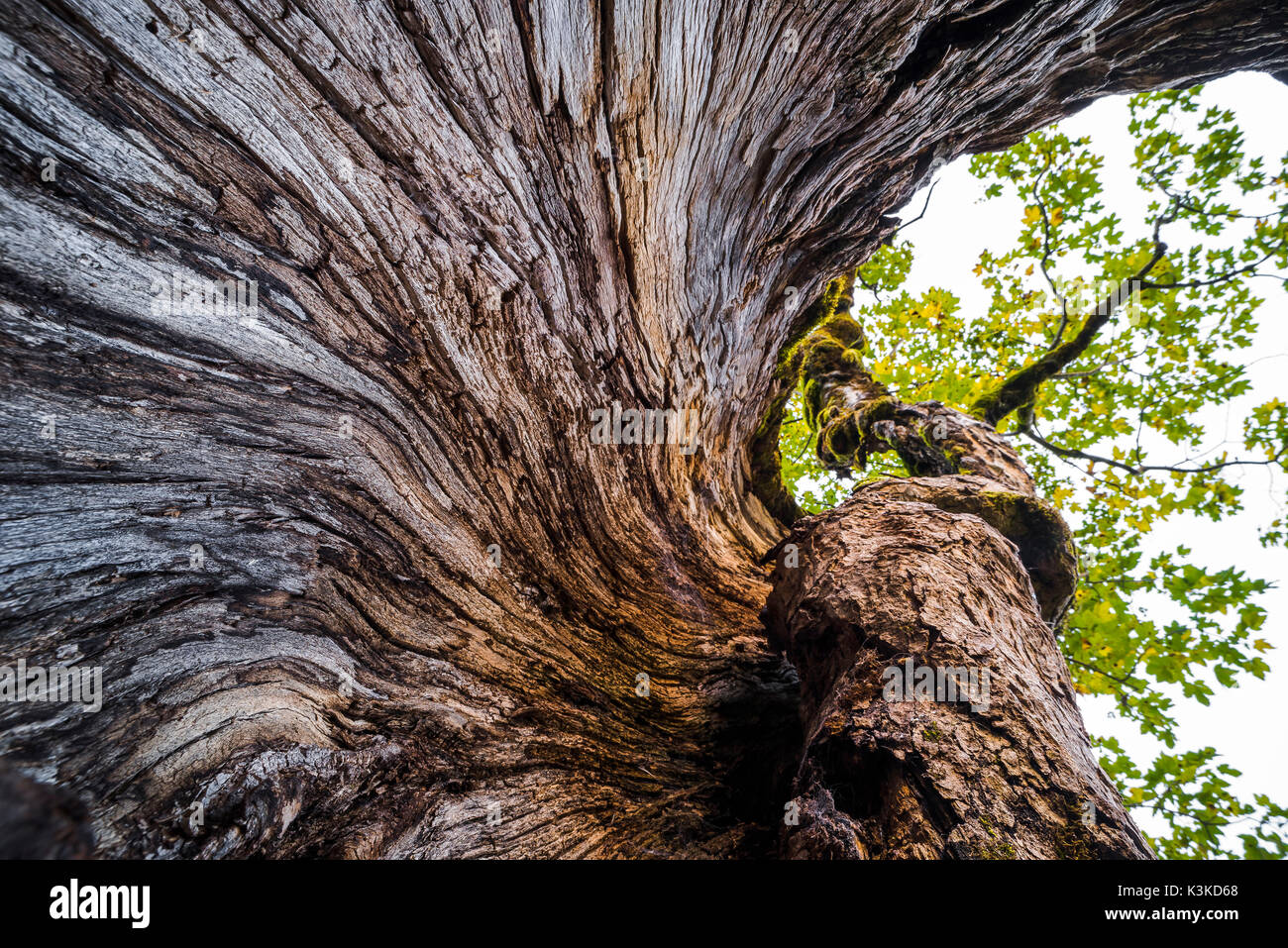 Old maple tree in the engtal valley hi-res stock photography and images ...