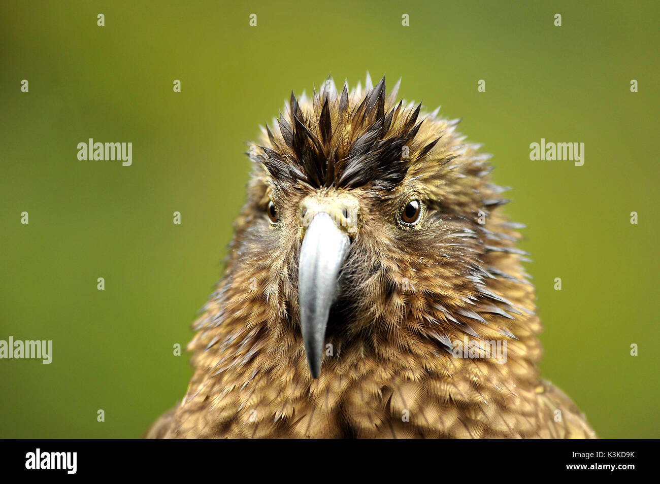 Kea portrait in the rain or with wet plumage Stock Photo - Alamy
