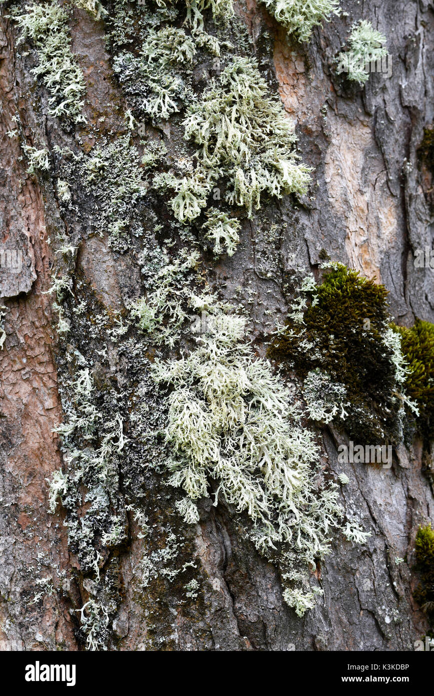 Lichens and moss on the strain of an old maple tree in the alps Stock ...