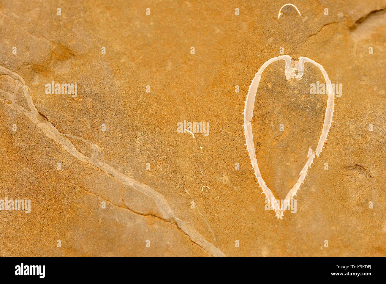 Heart mussels hi-res stock photography and images - Alamy