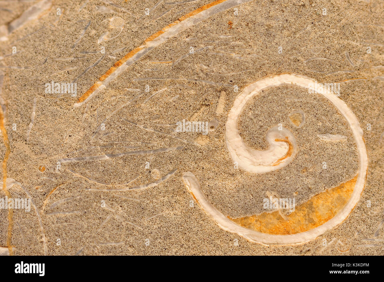fossilized mussels in New Zealand Stock Photo - Alamy