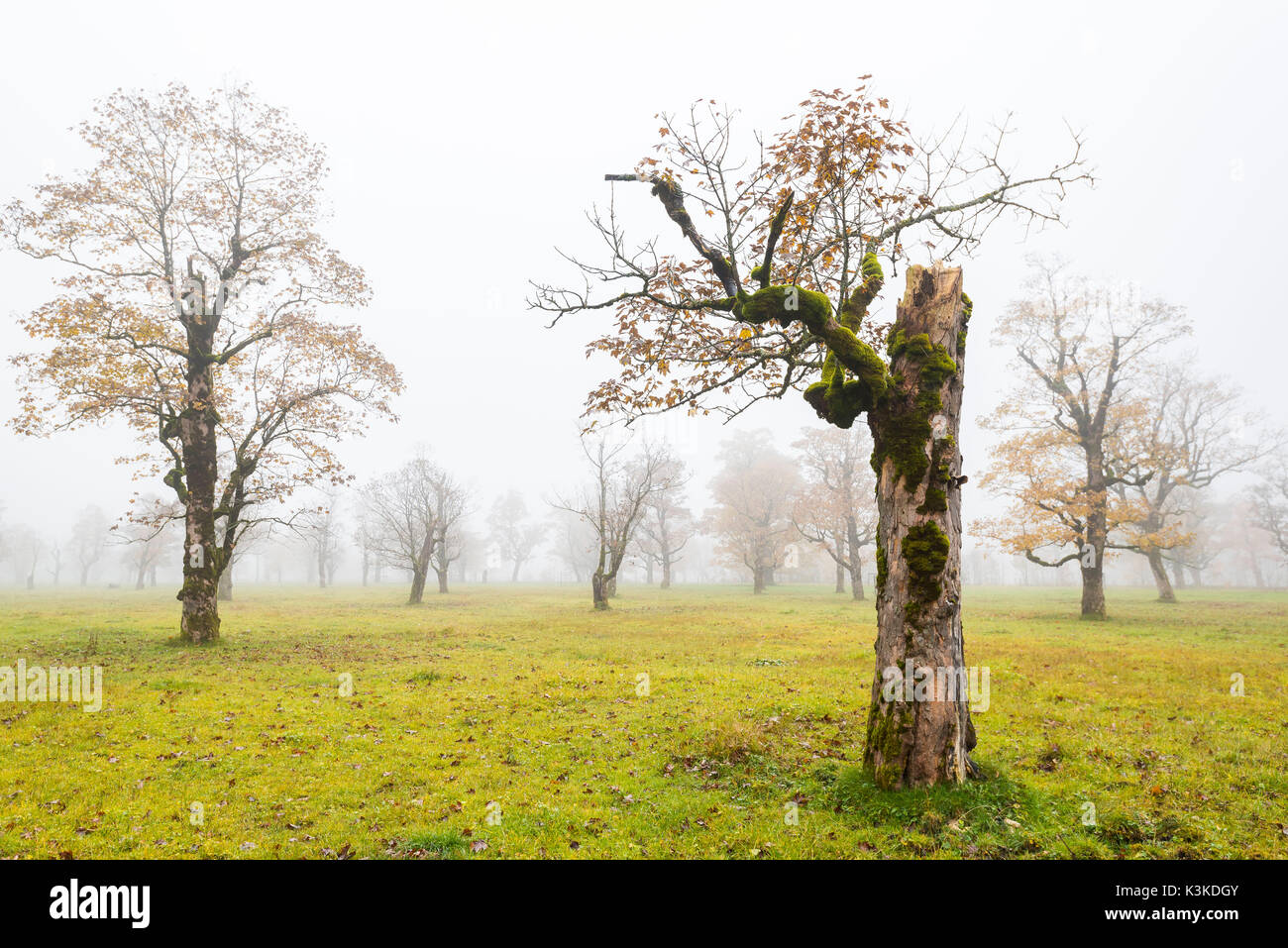 Old maple tree in the Engtal (valley) of the Karwendel mountains Stock ...