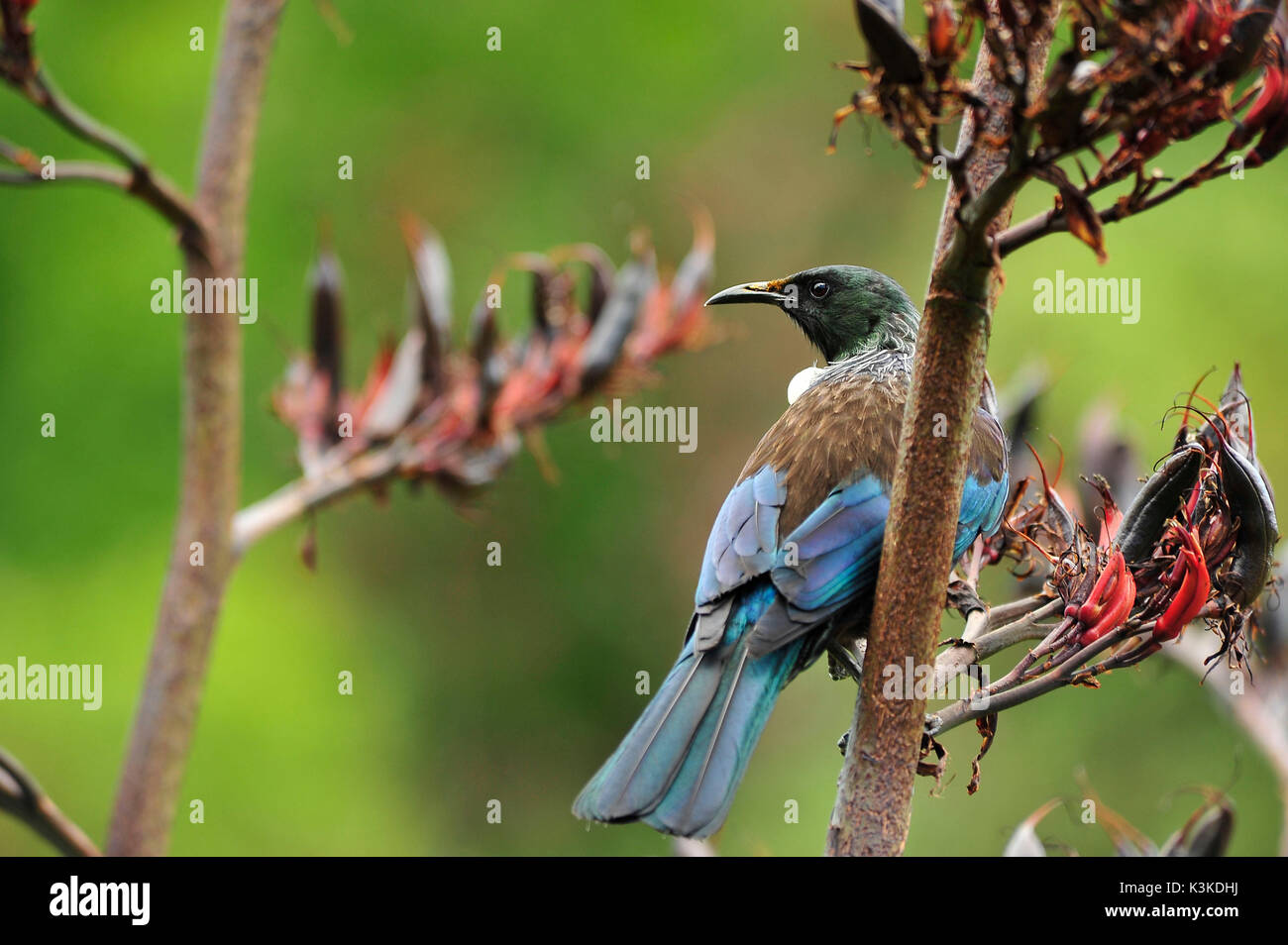 Tui New Zealand High Resolution Stock Photography and Images - Alamy