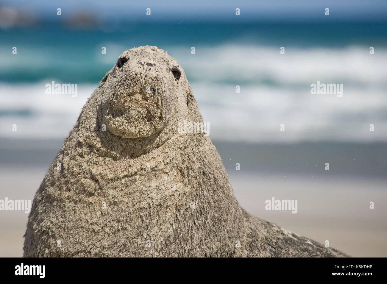 Sea lion with the Sand bath Stock Photo - Alamy