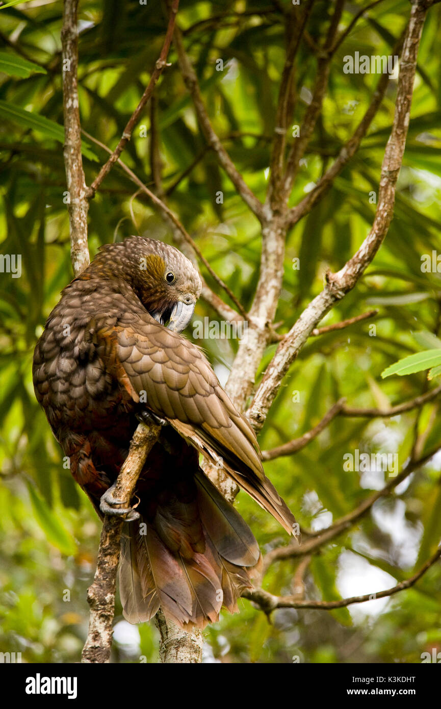 Kaka High Resolution Stock Photography and Images - Alamy