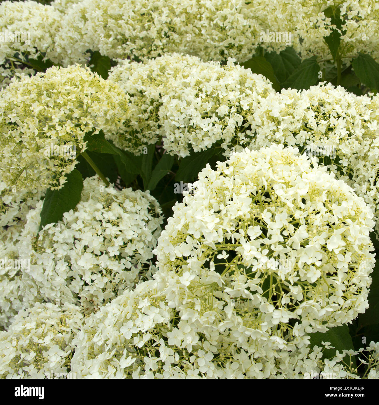 Hydrangea season hi-res stock photography and images - Alamy