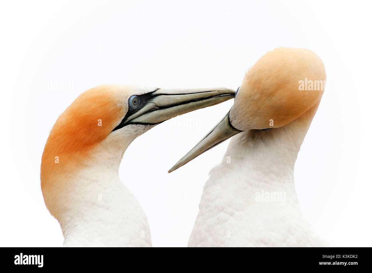 Personal distance animals hi-res stock photography and images - Alamy