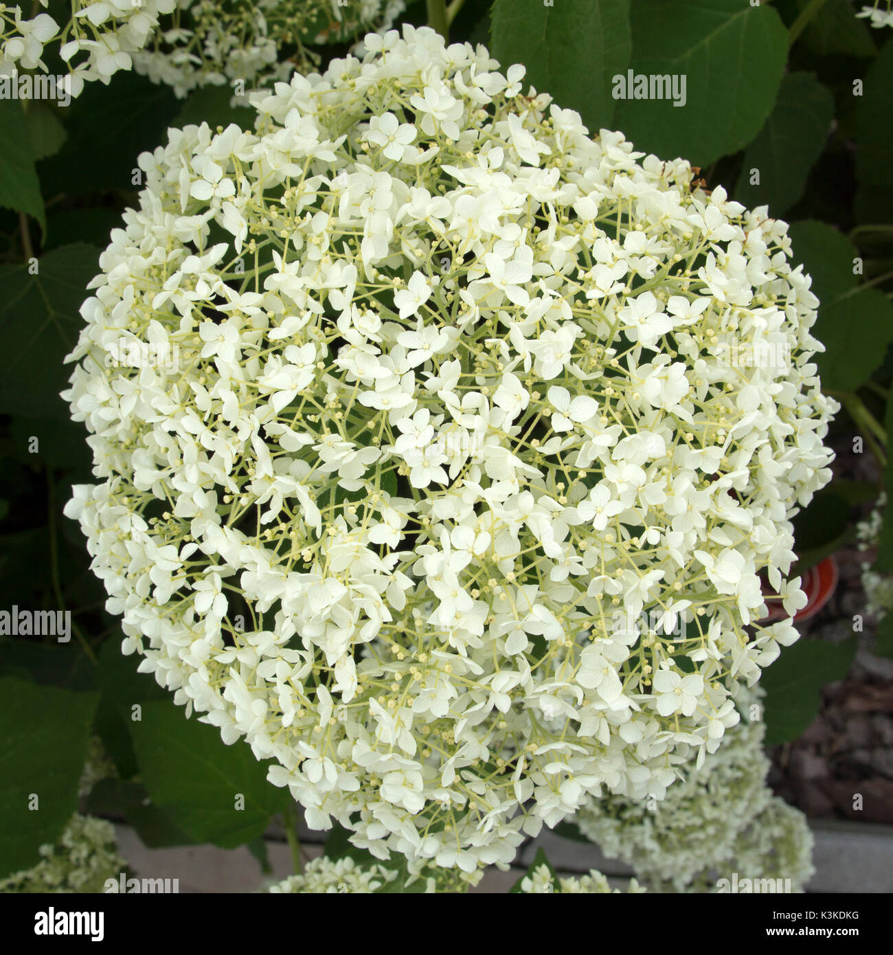 Pure white hydrangea hi-res stock photography and images - Alamy