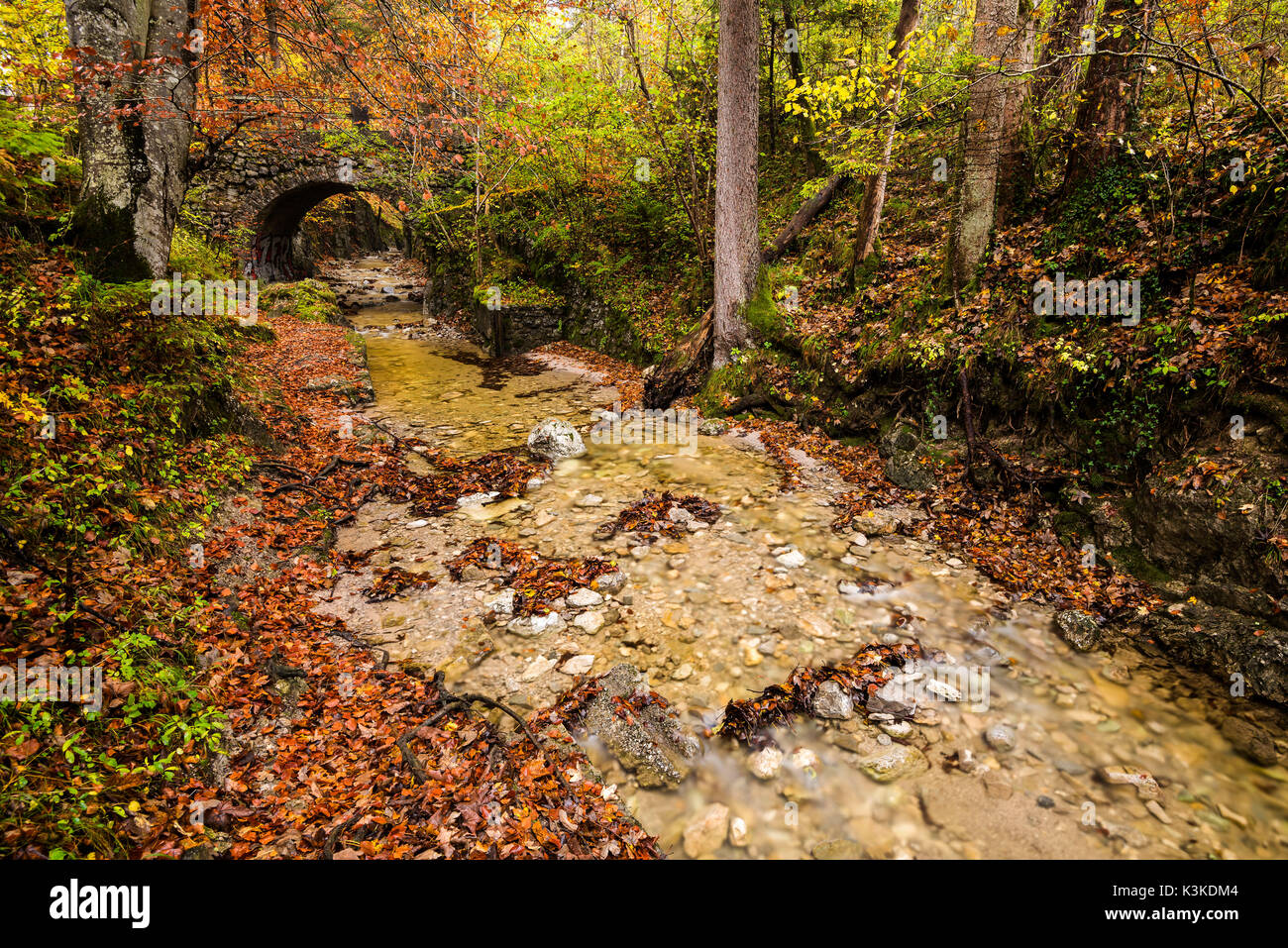 Stream course with old stone bridge in beech forest Stock Photo - Alamy
