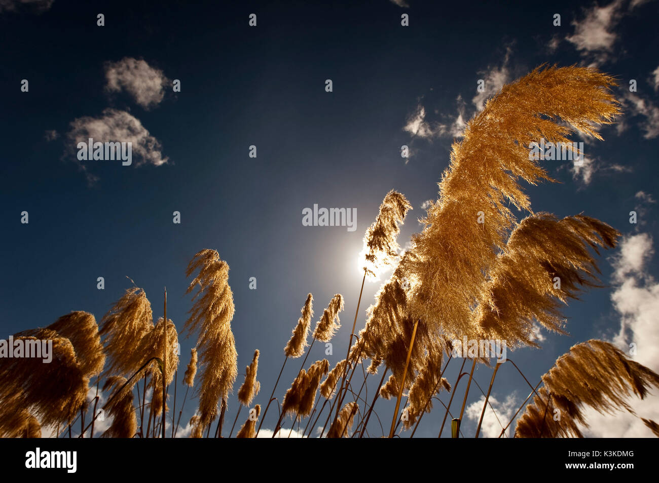 Reed in the back light of the sun in front of blue sky Stock Photo - Alamy