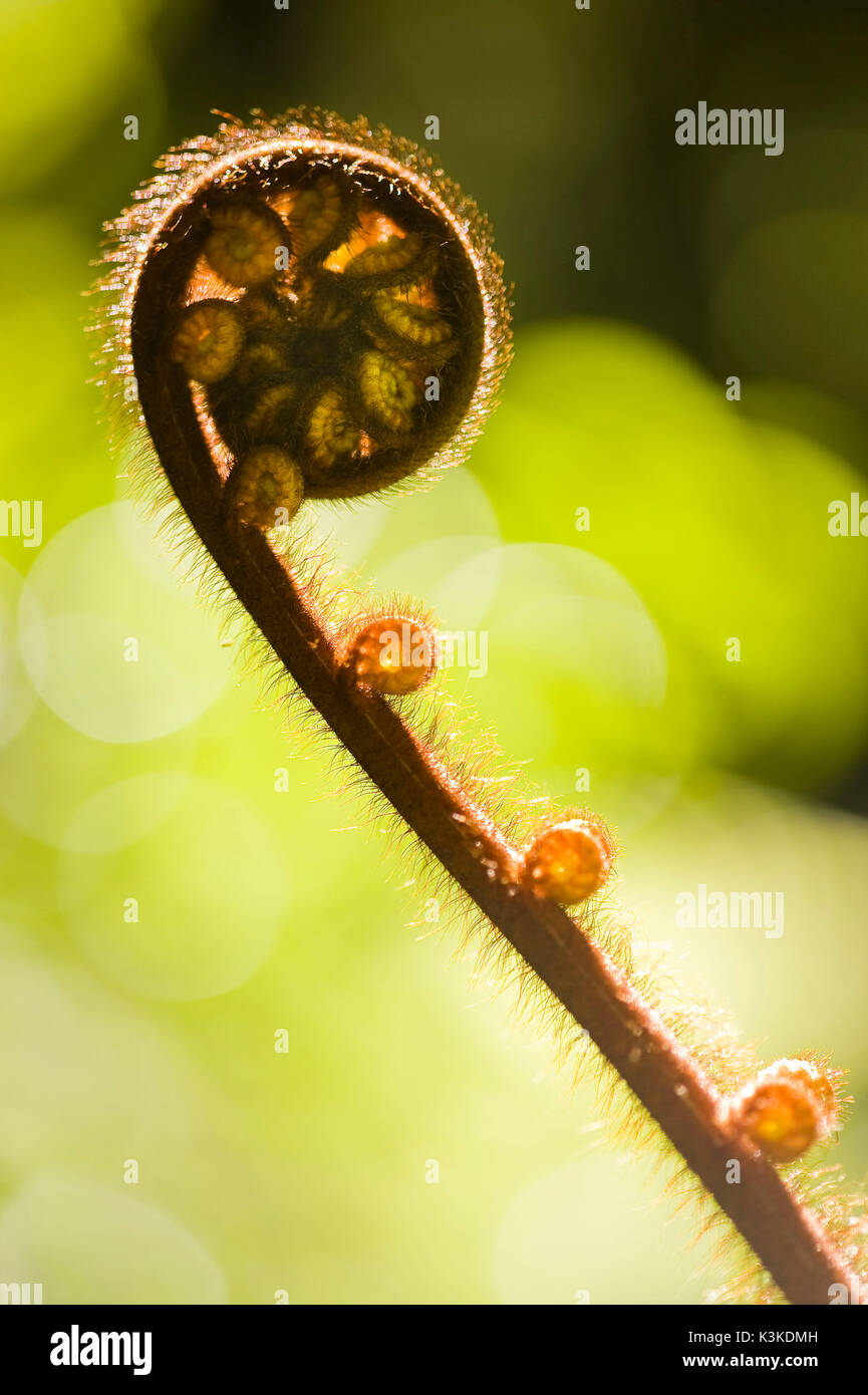 Close up young sprout in hi-res stock photography and images - Alamy