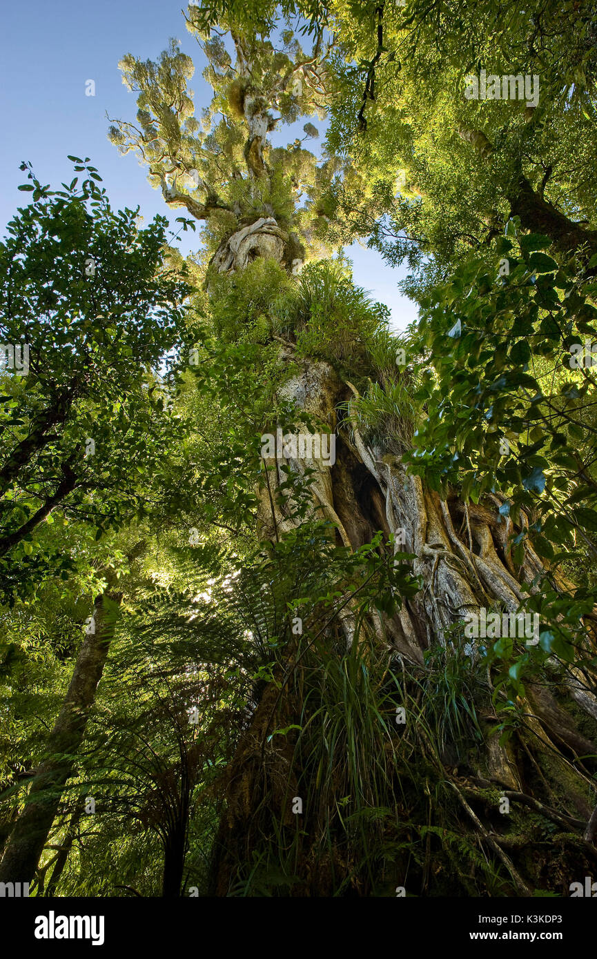 Large old kauri in new zealand hi-res stock photography and images - Alamy