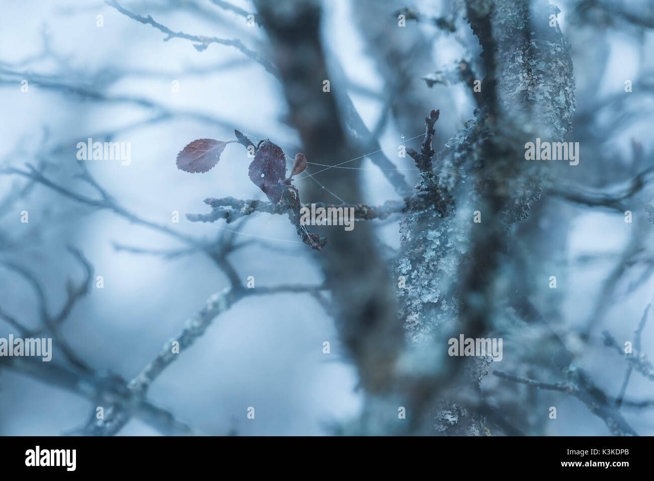Double exposure of two remained leaves by the branch tangle of a ...