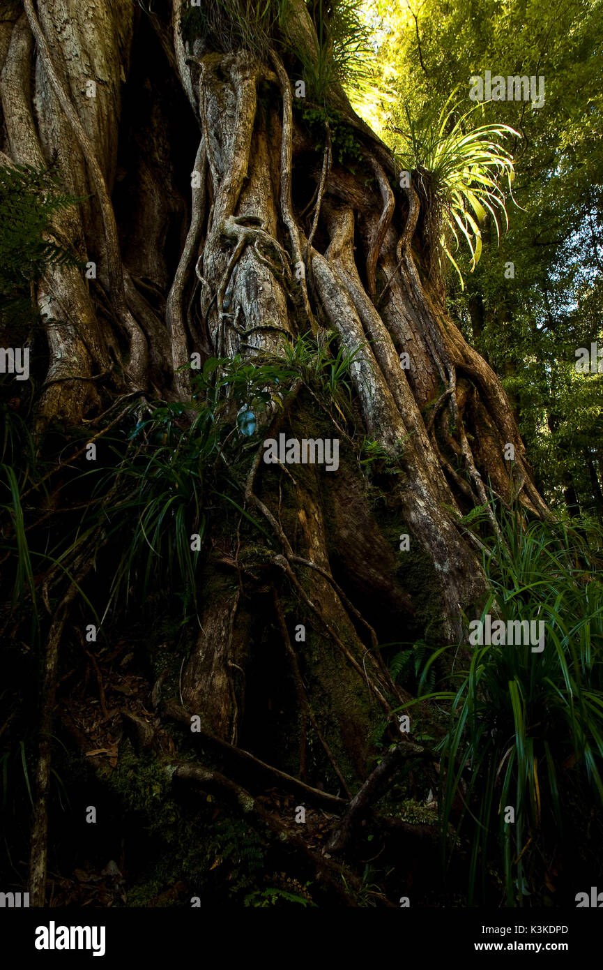 Kauri with big aerial roots Stock Photo - Alamy