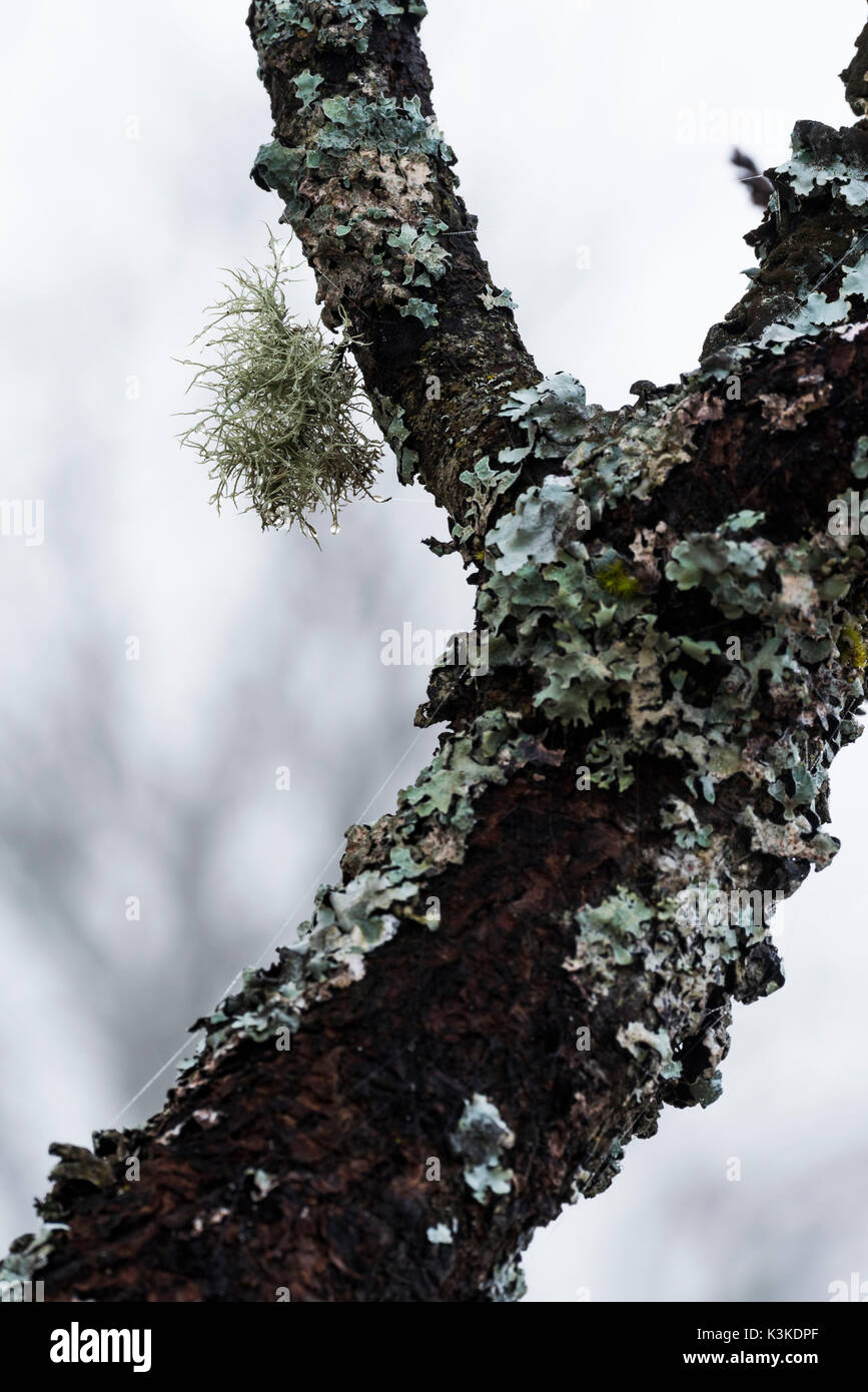 Scattered tree hi-res stock photography and images - Alamy