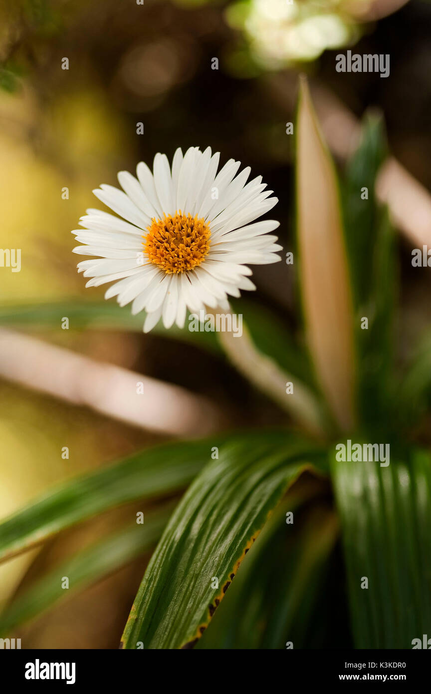 Wild-blossoming flower in a tree symbiotically living, New Zealand ...
